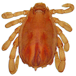 Boophilus Spp